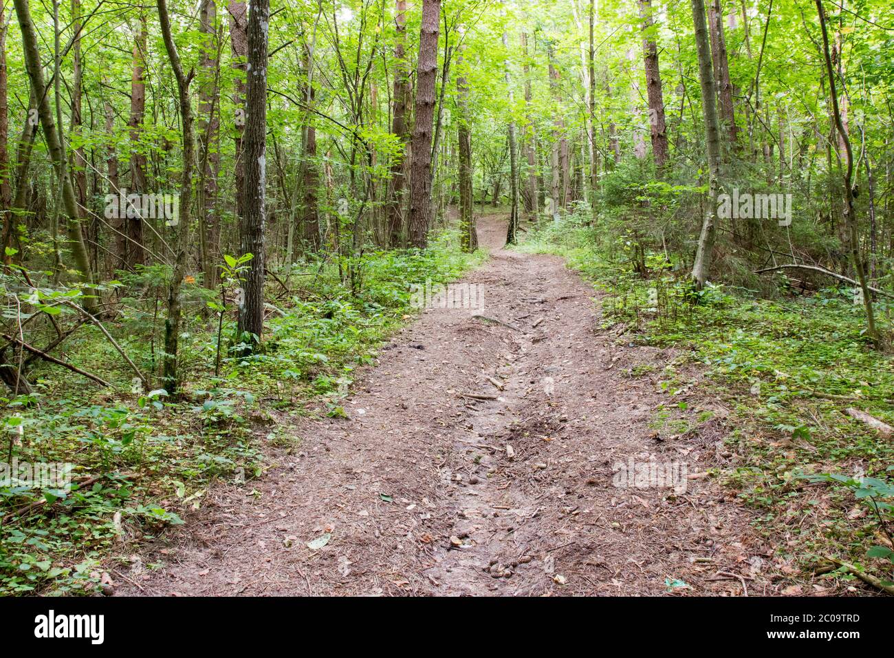 Pathway and forest trees Stock Photo - Alamy
