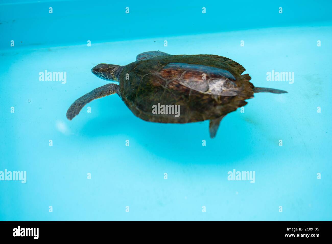 Baby Loggerhead Turtle in a rehabilitation pool rescue and release ...