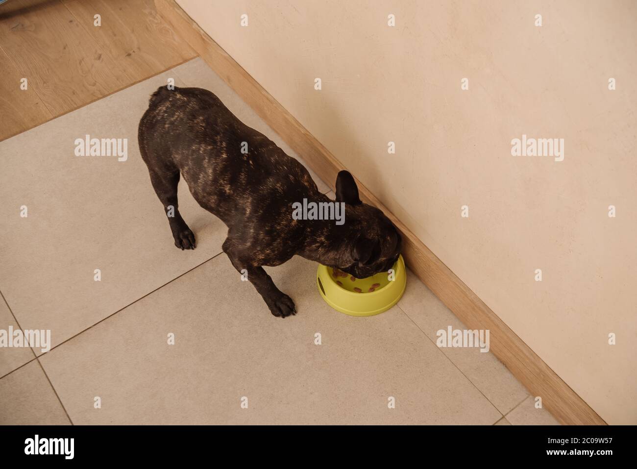 Top view french bulldog eating hi-res stock photography and images - Alamy