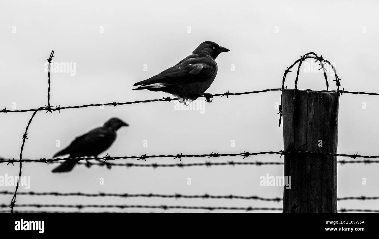 Silhouette of two crows sitting on the barb wire fence. Black and white ...