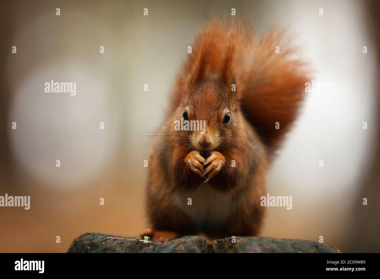 Cute red squirrel with long pointed ears eats a nut in autumn orange ...