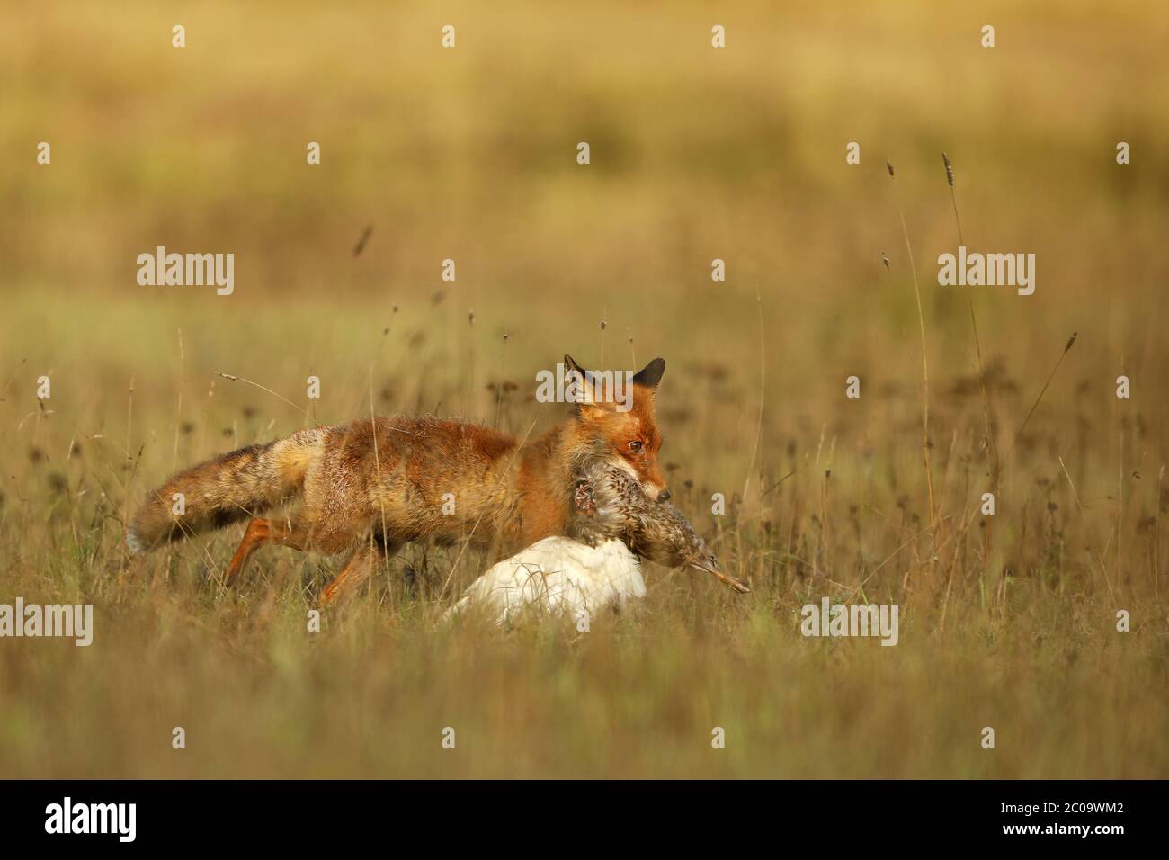 Red Fox after hunting with prey, Vulpes vulpes, wildlife scene from ...