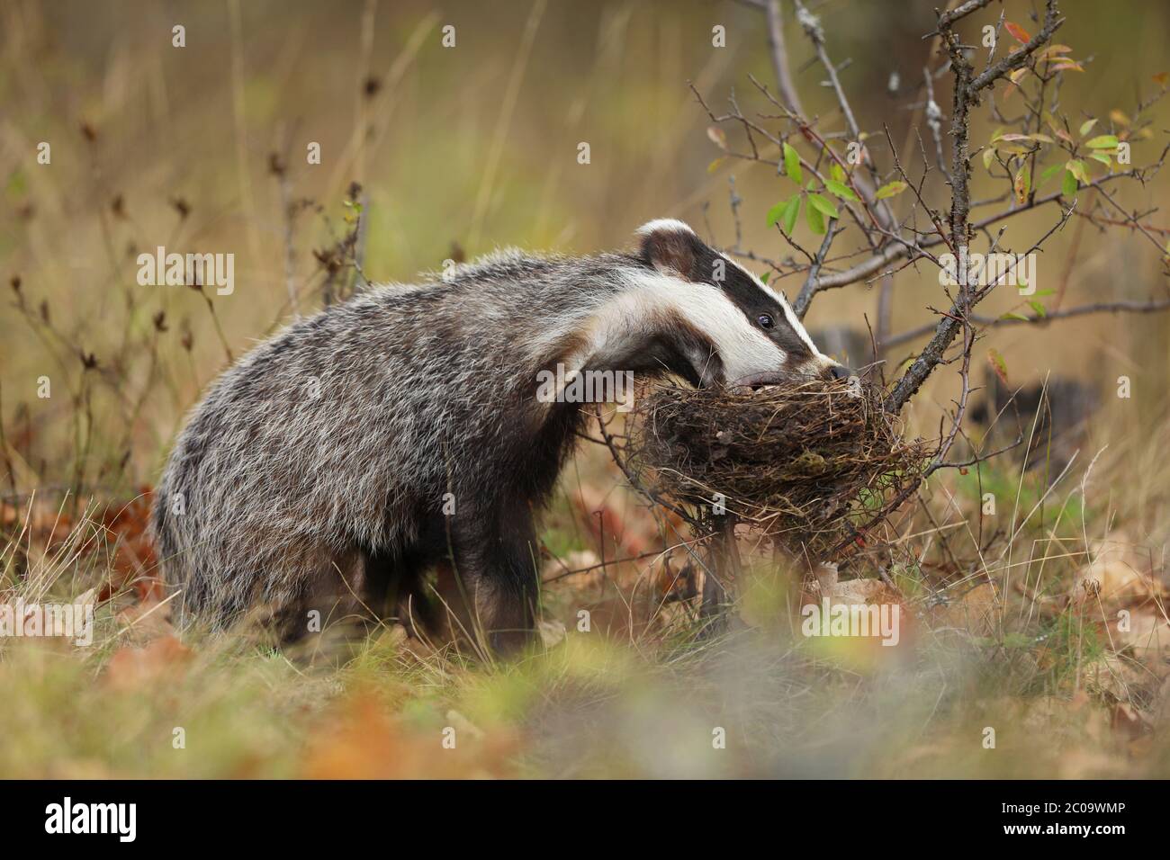 Badger in edge of forest, animal in nature habitat, Europe. Wild Badger ...