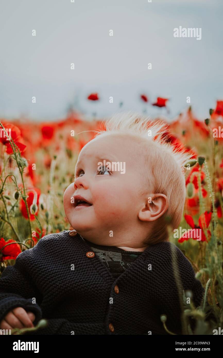 Baby poppy flower hi-res stock photography and images - Alamy