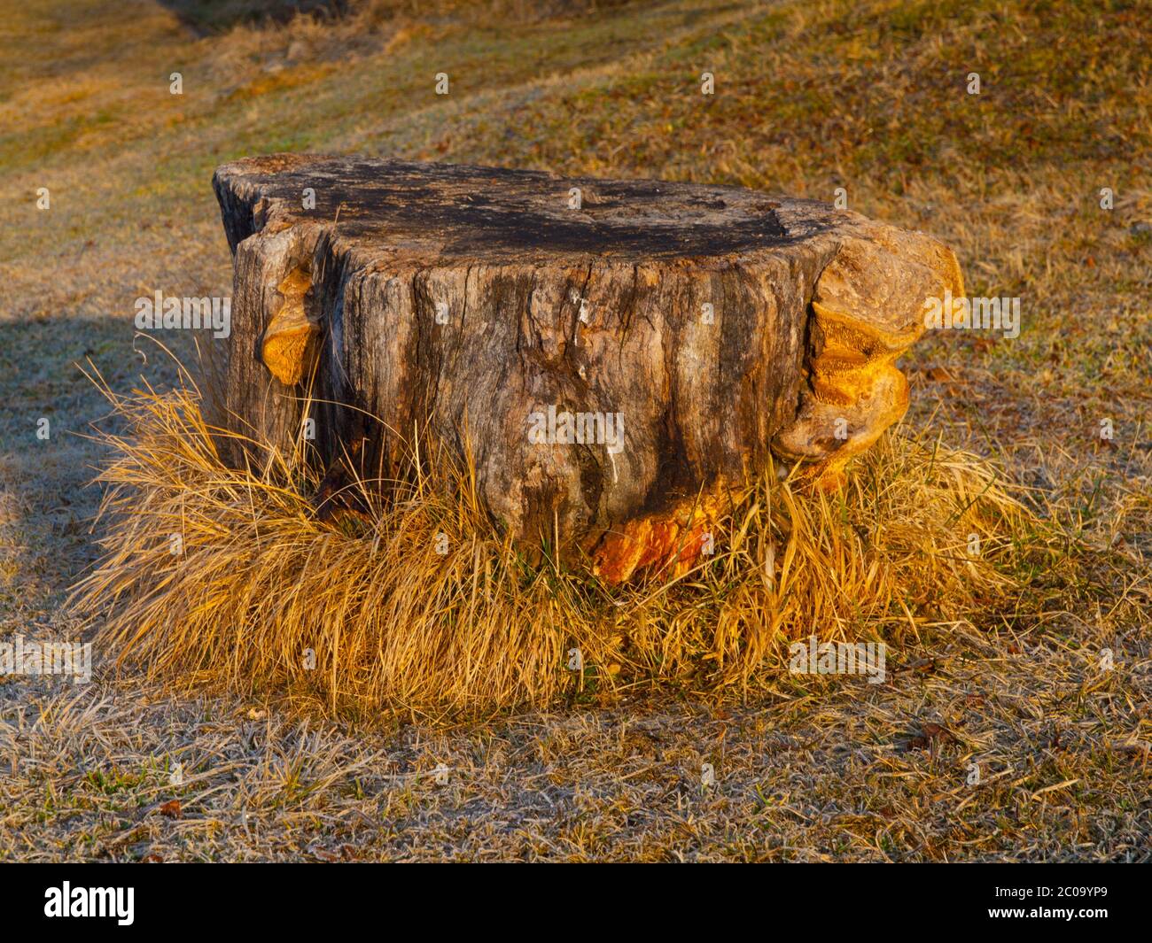 Small tree stump in the garden with polypore Stock Photo - Alamy