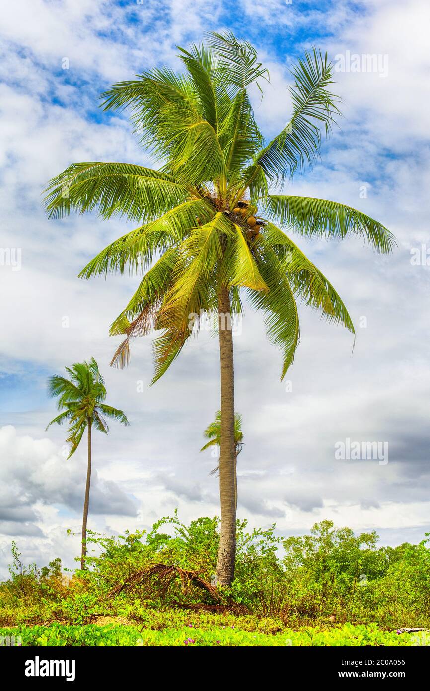 Coconut tree plantation hi-res stock photography and images - Alamy