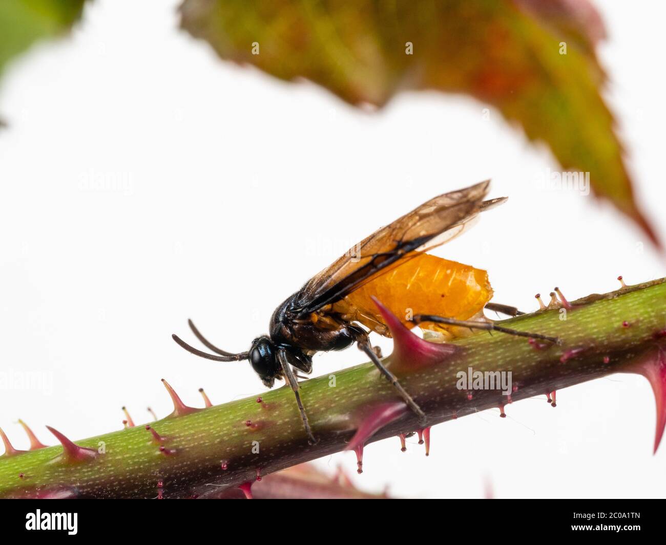 Sawfly uk hi-res stock photography and images - Alamy