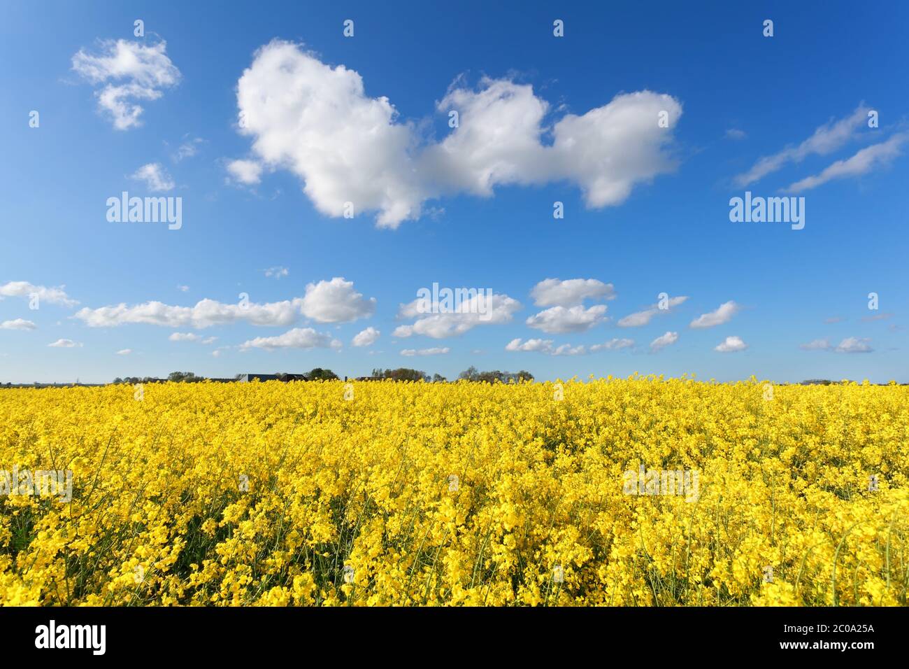 oilseed flower field and blue sky Stock Photo - Alamy