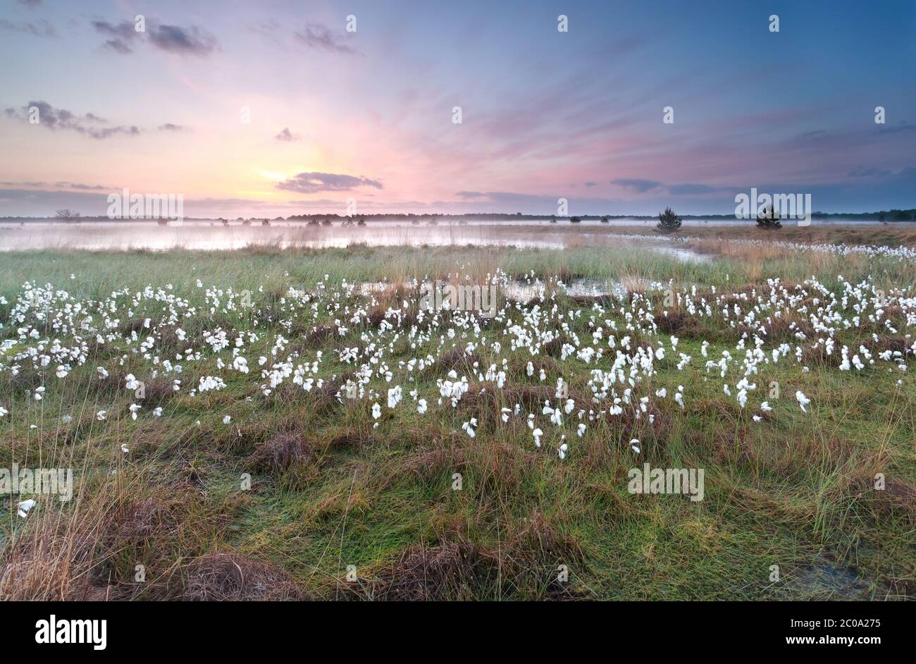 sunrise over swamp with cottongrass Stock Photo - Alamy