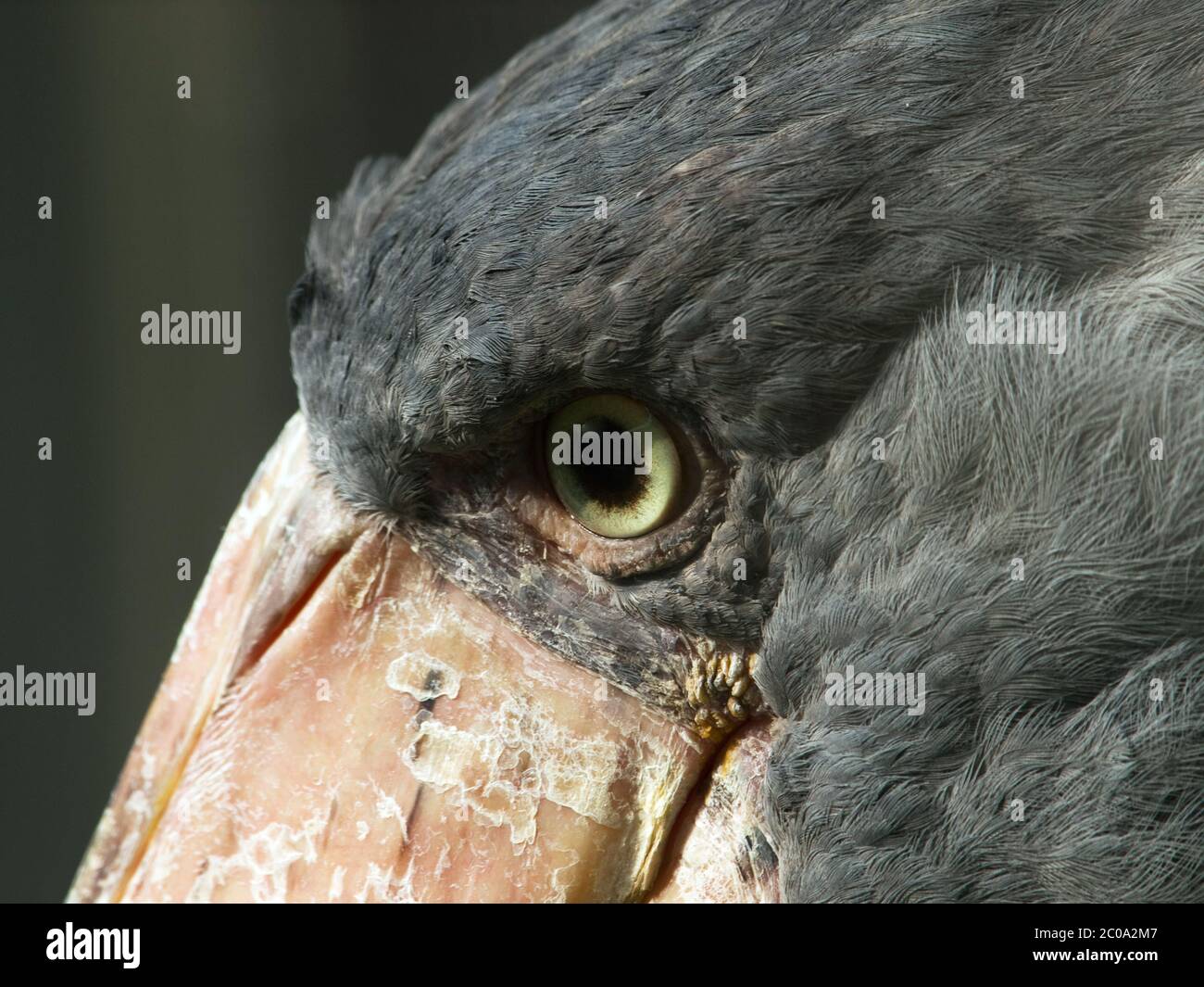 Big bird head hi-res stock photography and images - Alamy