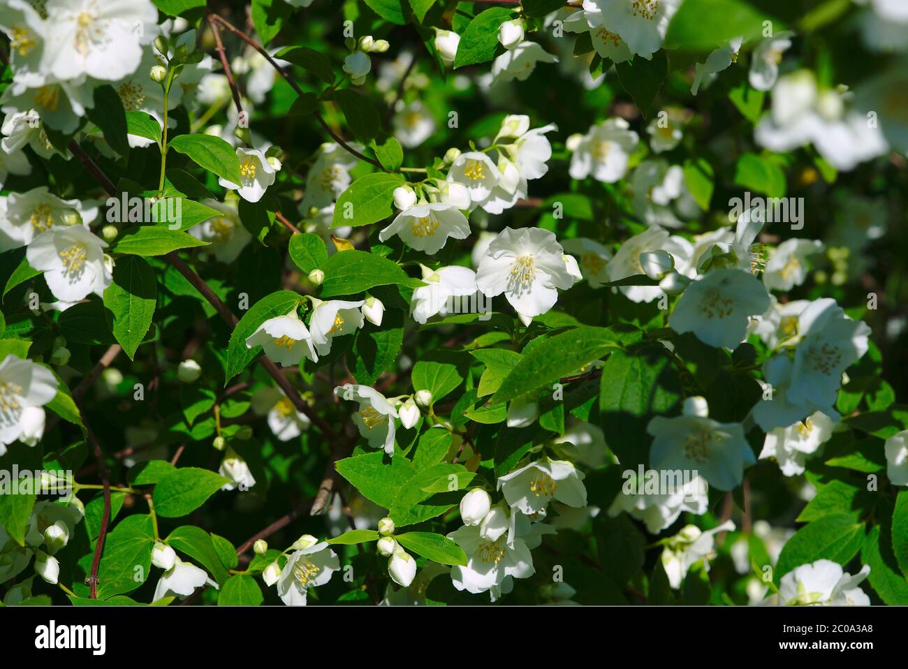 Poets Jasmine High Resolution Stock Photography and Images - Alamy