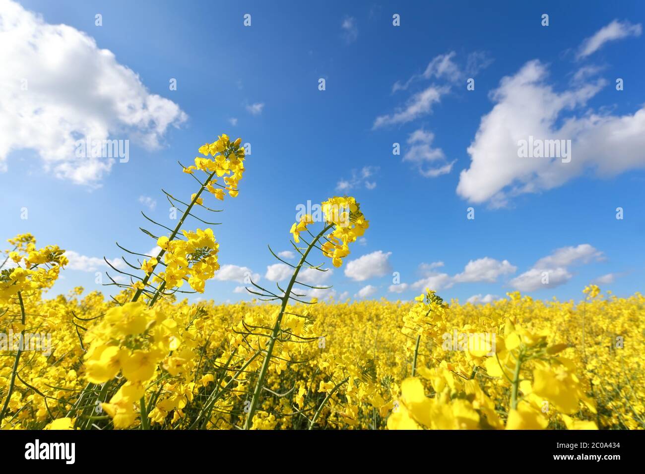 oilseed flower field and blue sky in summer Stock Photo - Alamy