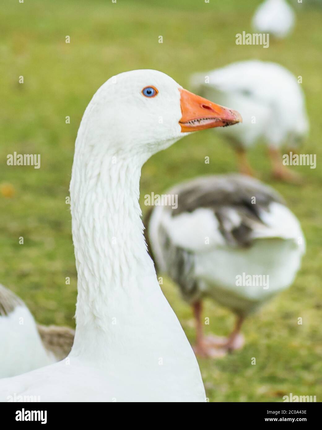 Group of geese hi-res stock photography and images - Alamy