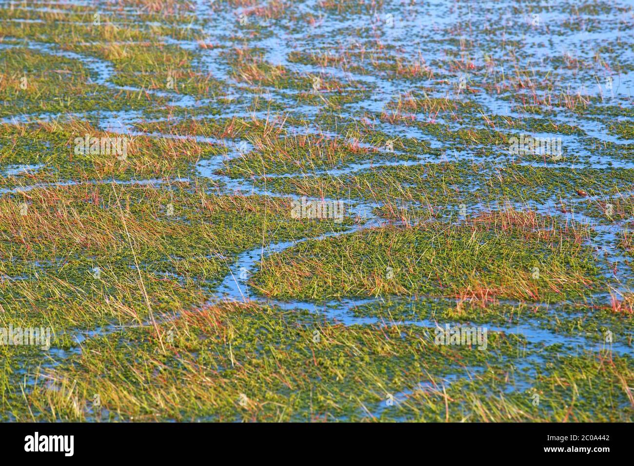 Green water algae hi-res stock photography and images - Alamy