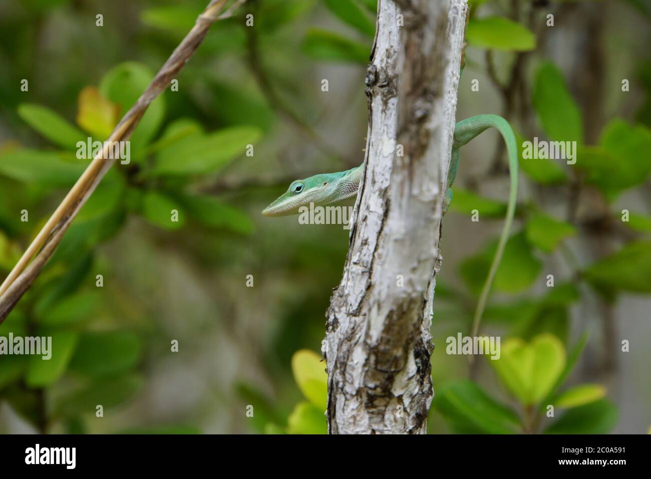 Green Anolis (Anolis carolinensis Stock Photo - Alamy