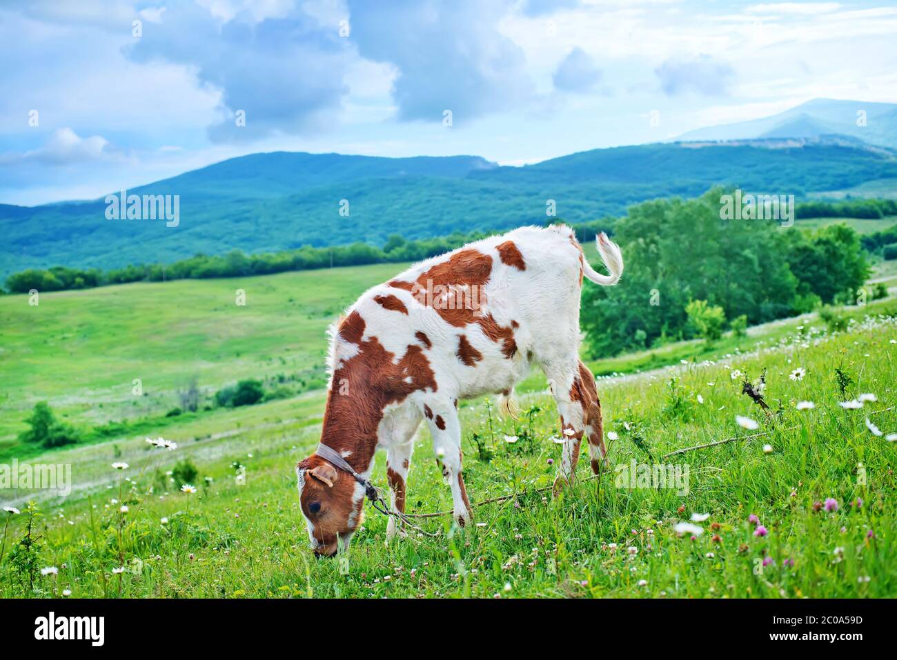 Milk caw hi-res stock photography and images - Alamy