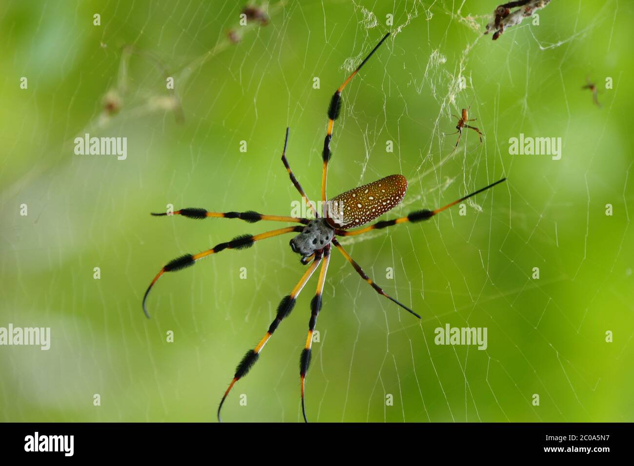Golden Silk Spider (Nephila clavipes Stock Photo - Alamy