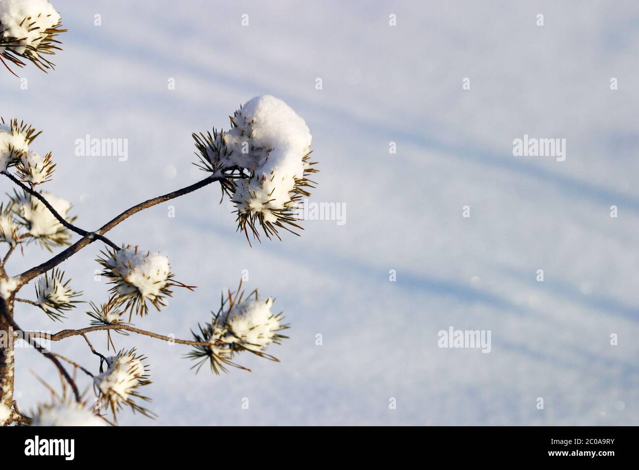 Fur-tree in snow Stock Photo - Alamy
