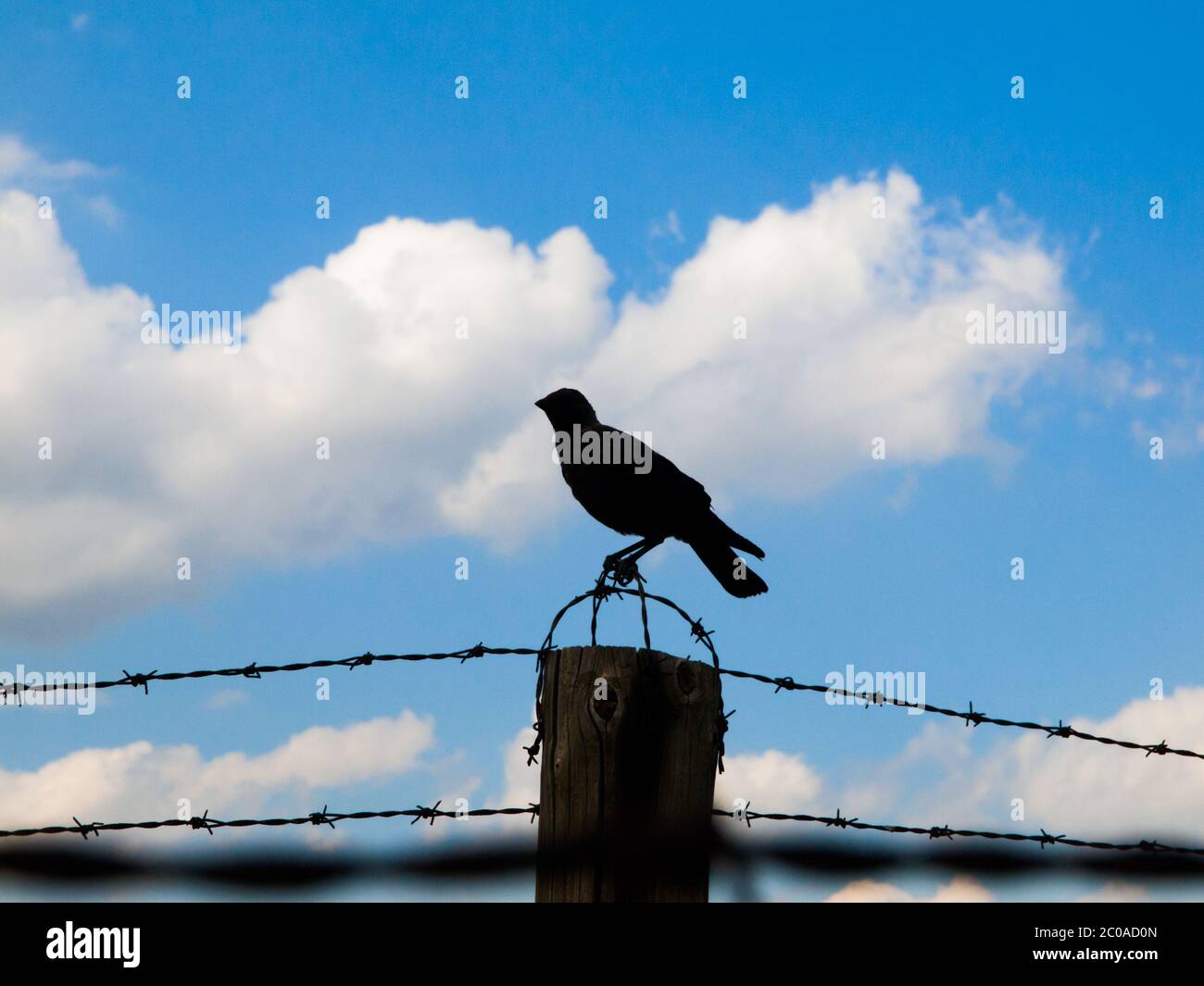 Silhouette bird barbed wire hi-res stock photography and images - Alamy