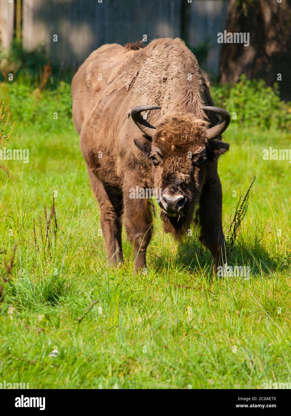 Wisent bison grass hi-res stock photography and images - Alamy