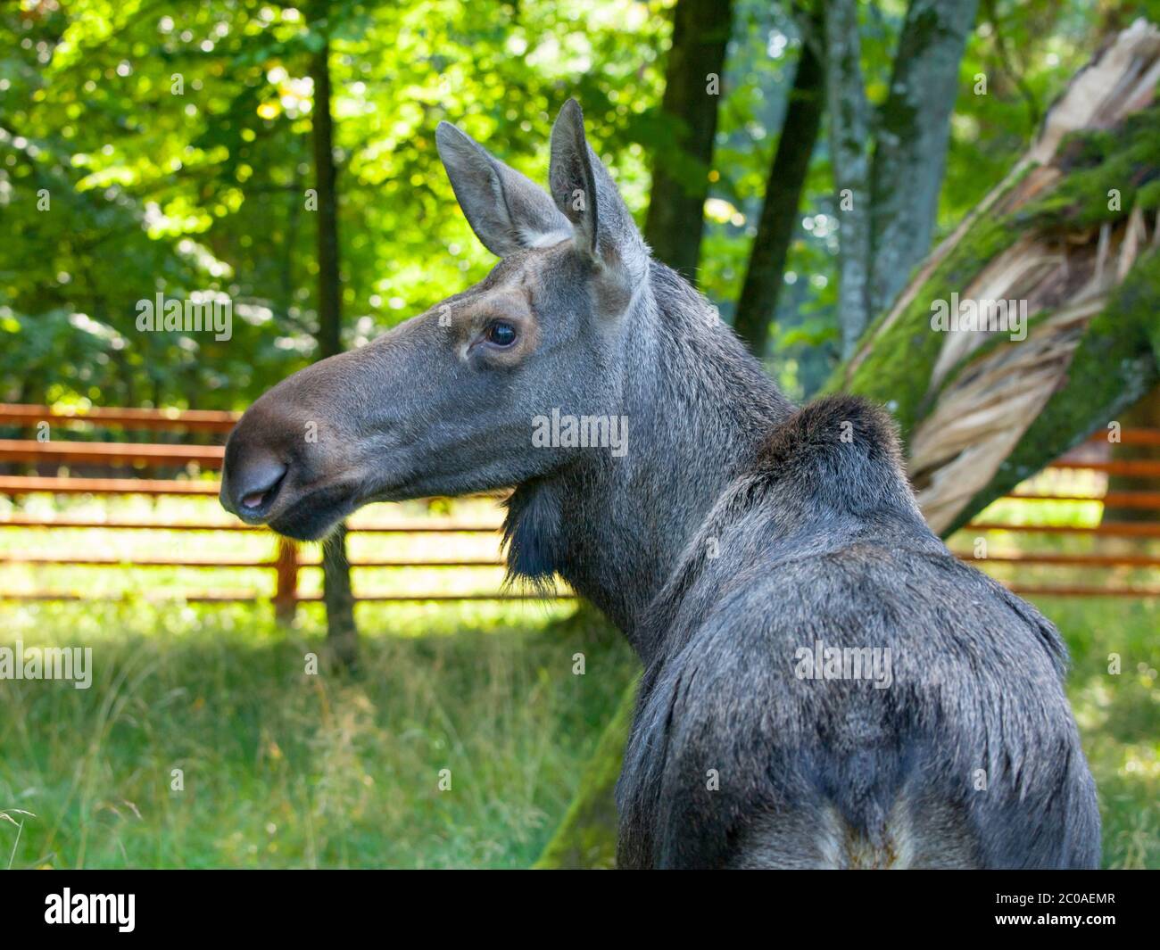Elk poland hi-res stock photography and images - Alamy
