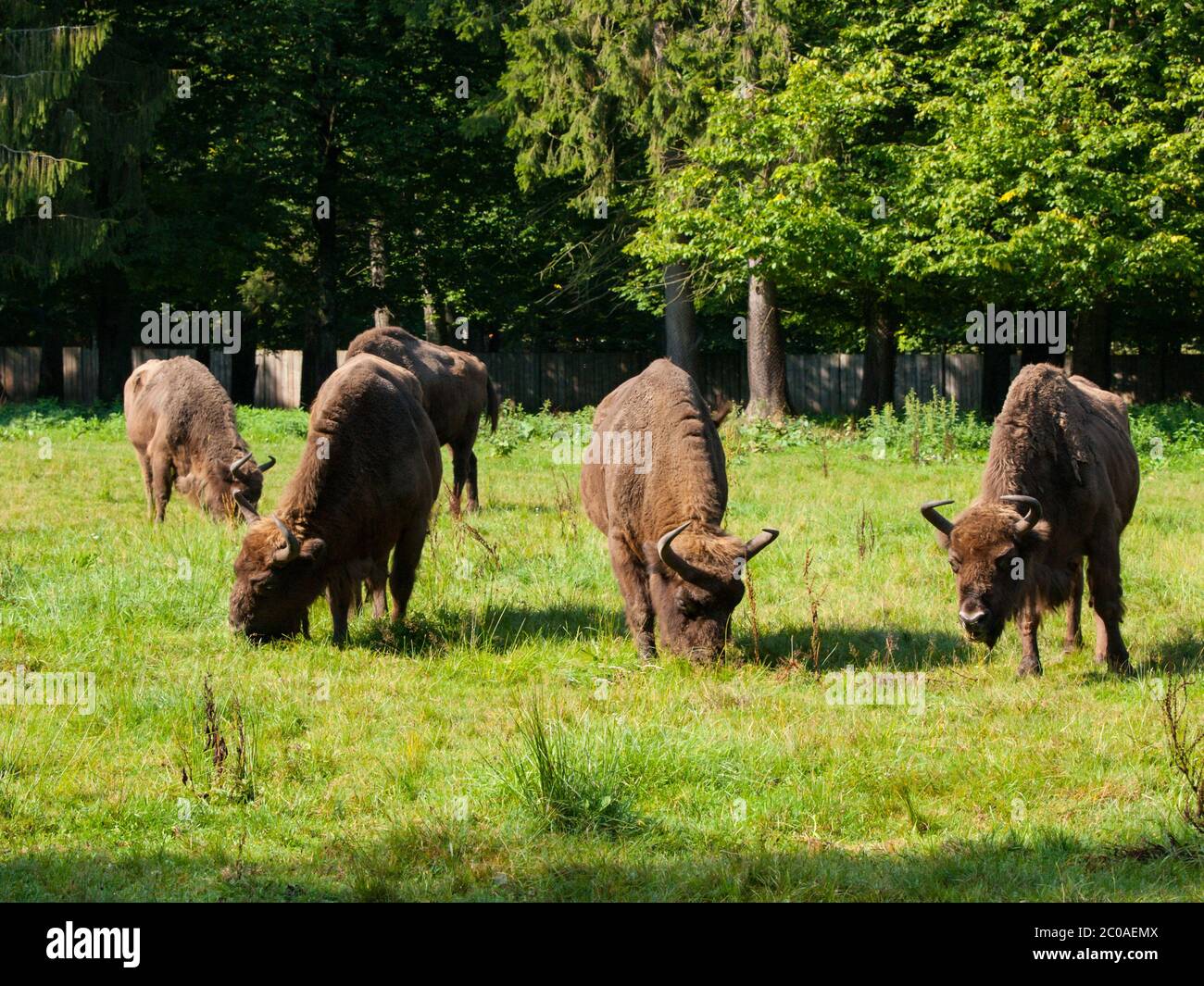 European bison herd in Bialowieza primeval forest, Poland and Belarus ...