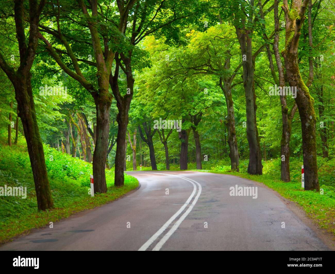 Asphalt road with with double white line and green tree alley Stock ...