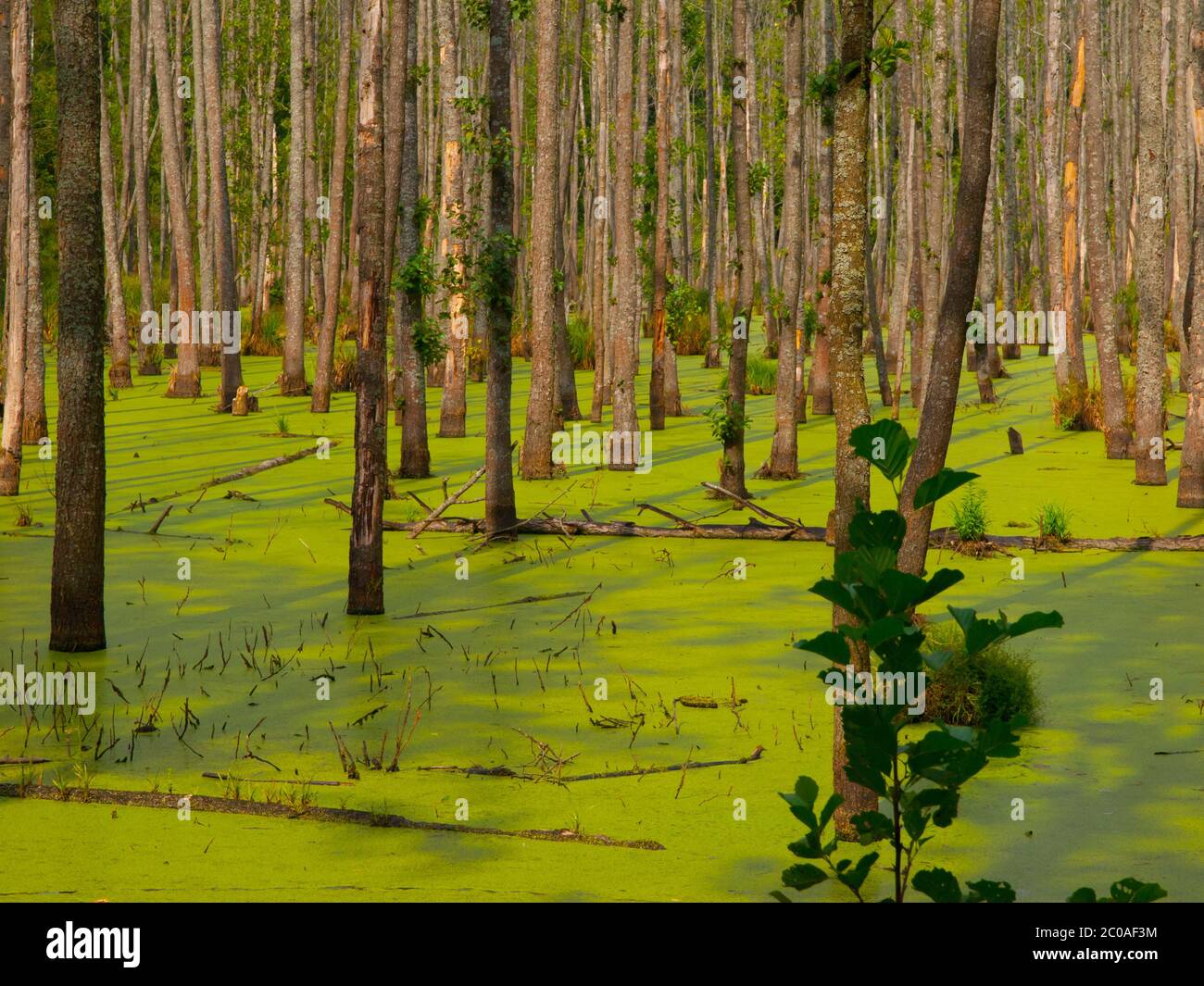 Algae swamp hi-res stock photography and images - Alamy