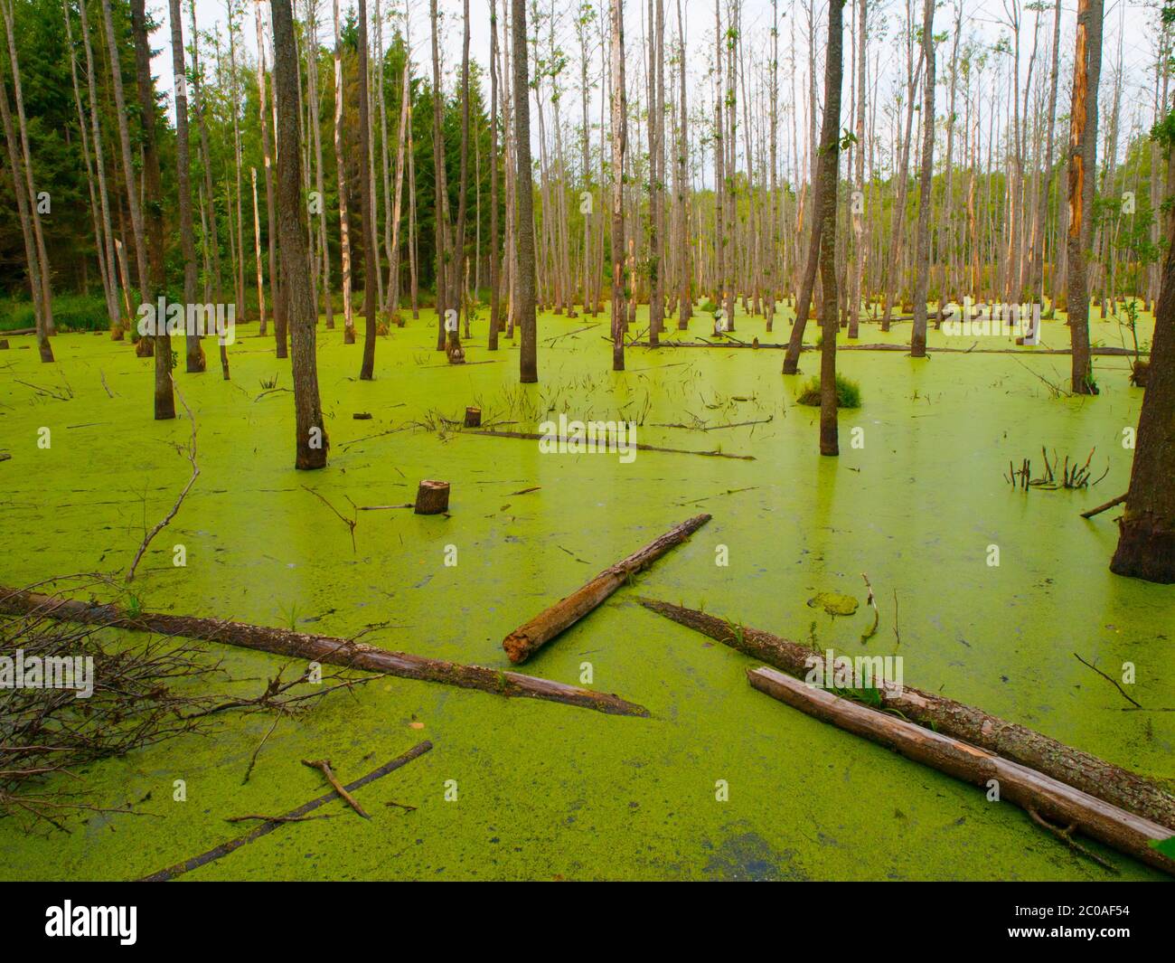 Green swamp algae in summer hi-res stock photography and images - Alamy