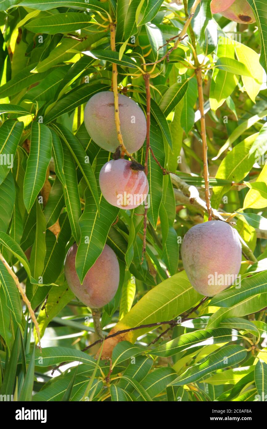 Mangos Largos Amazon.com: DURATECH Trinquete De Mango Extra Largo De