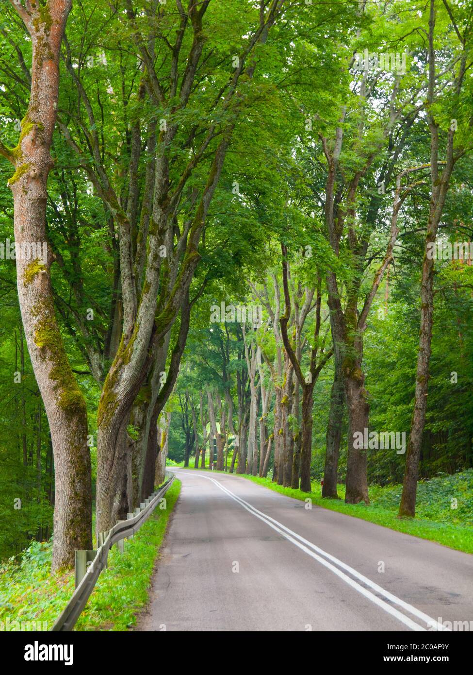Asphalt road with with double white line and green tree alley Stock ...