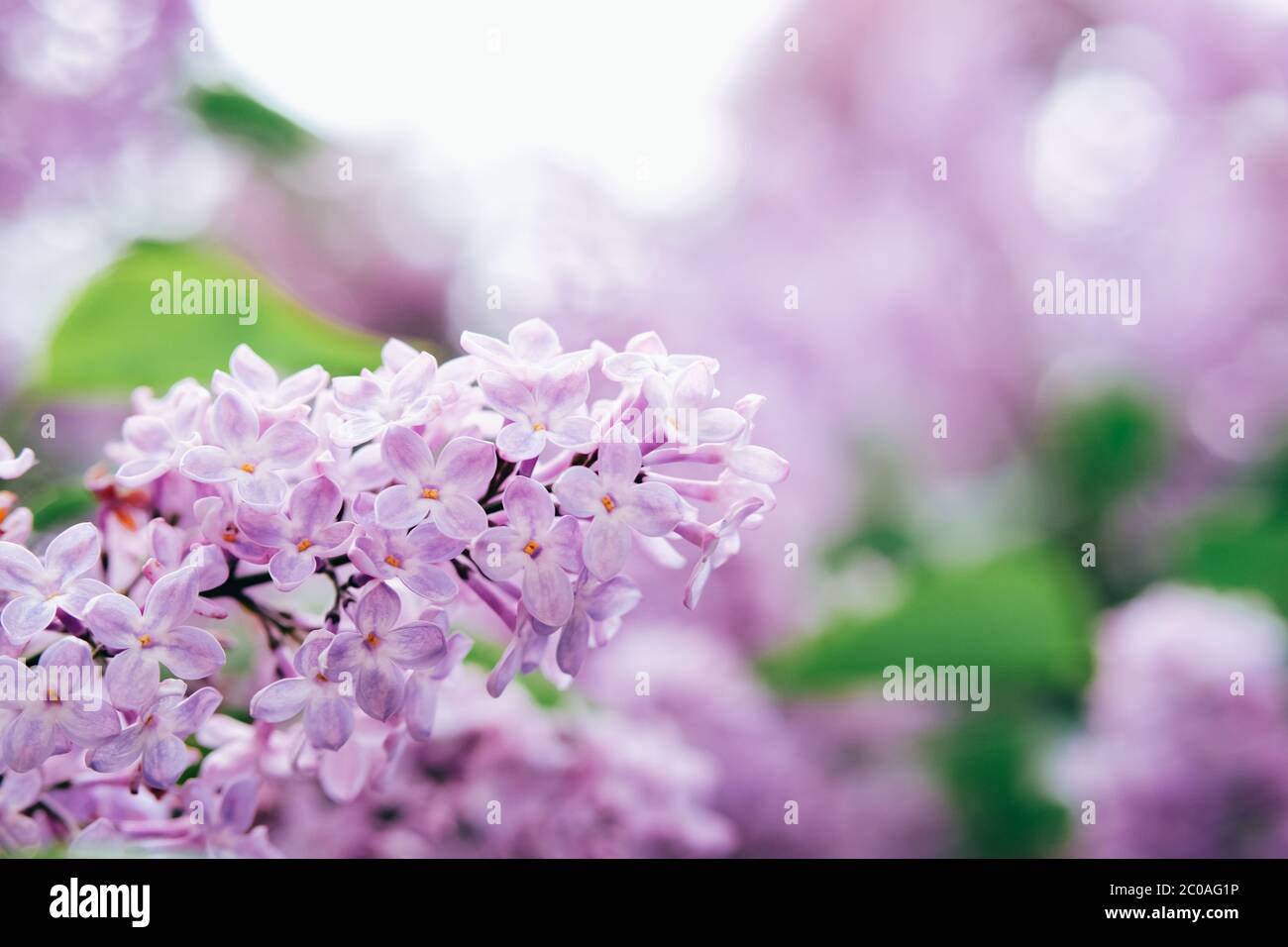 Beautiful spring lilac flowers background.Close up, copy space Stock ...
