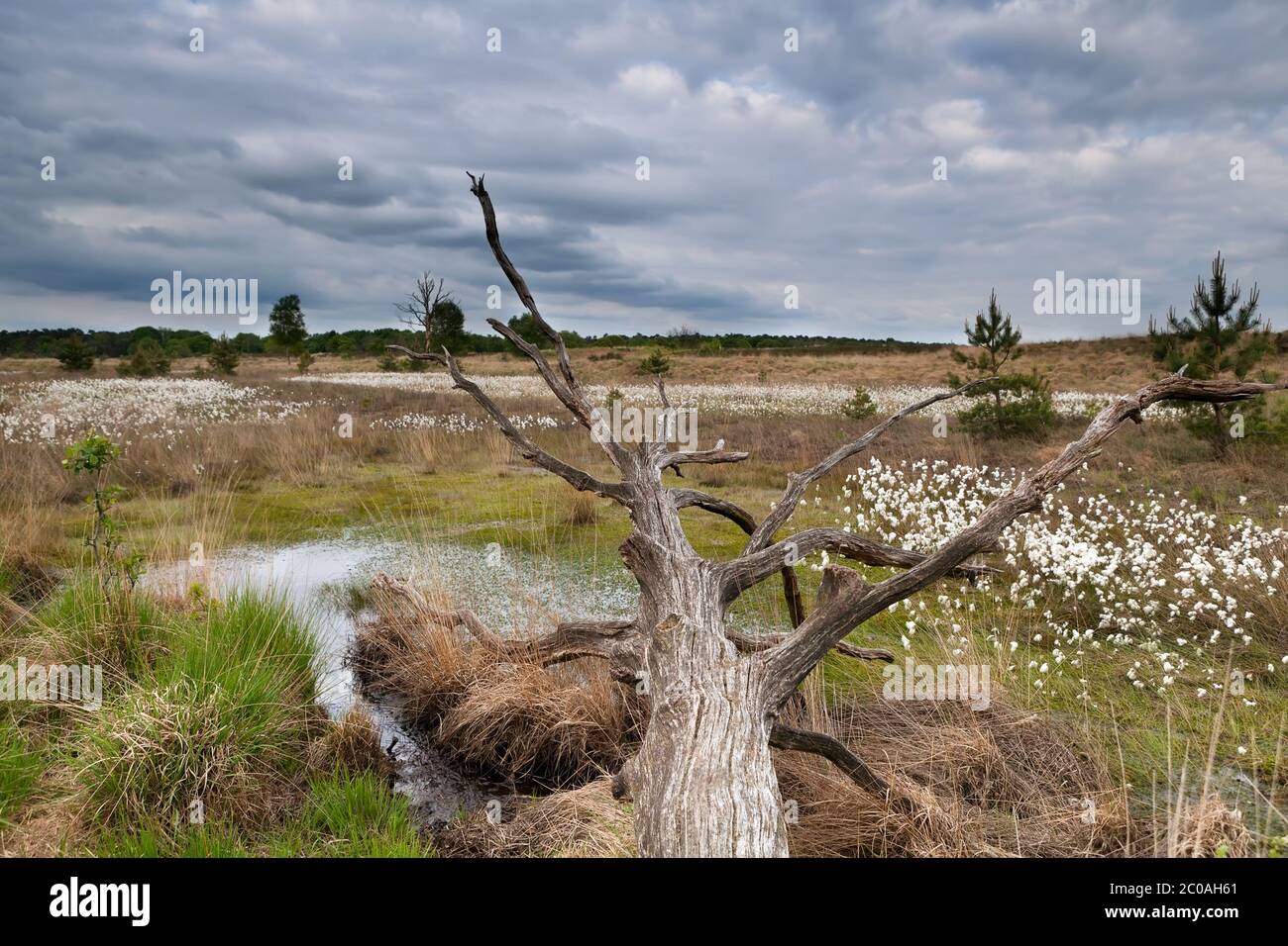 old tree trunk on swamp Stock Photo - Alamy