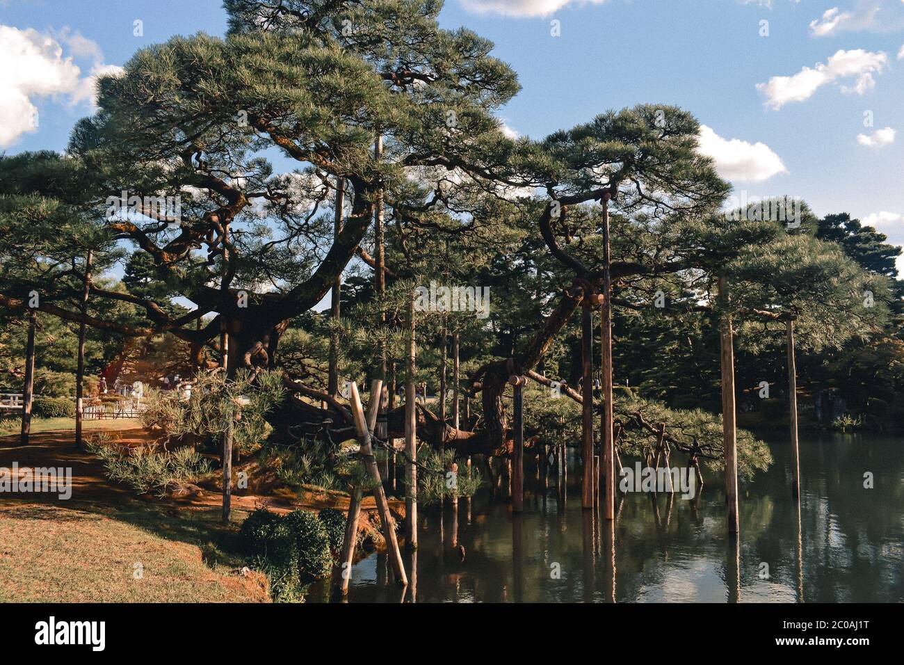 Beautiful trees in the Kenrokuen Japanese garden in Kanazawa Japan ...