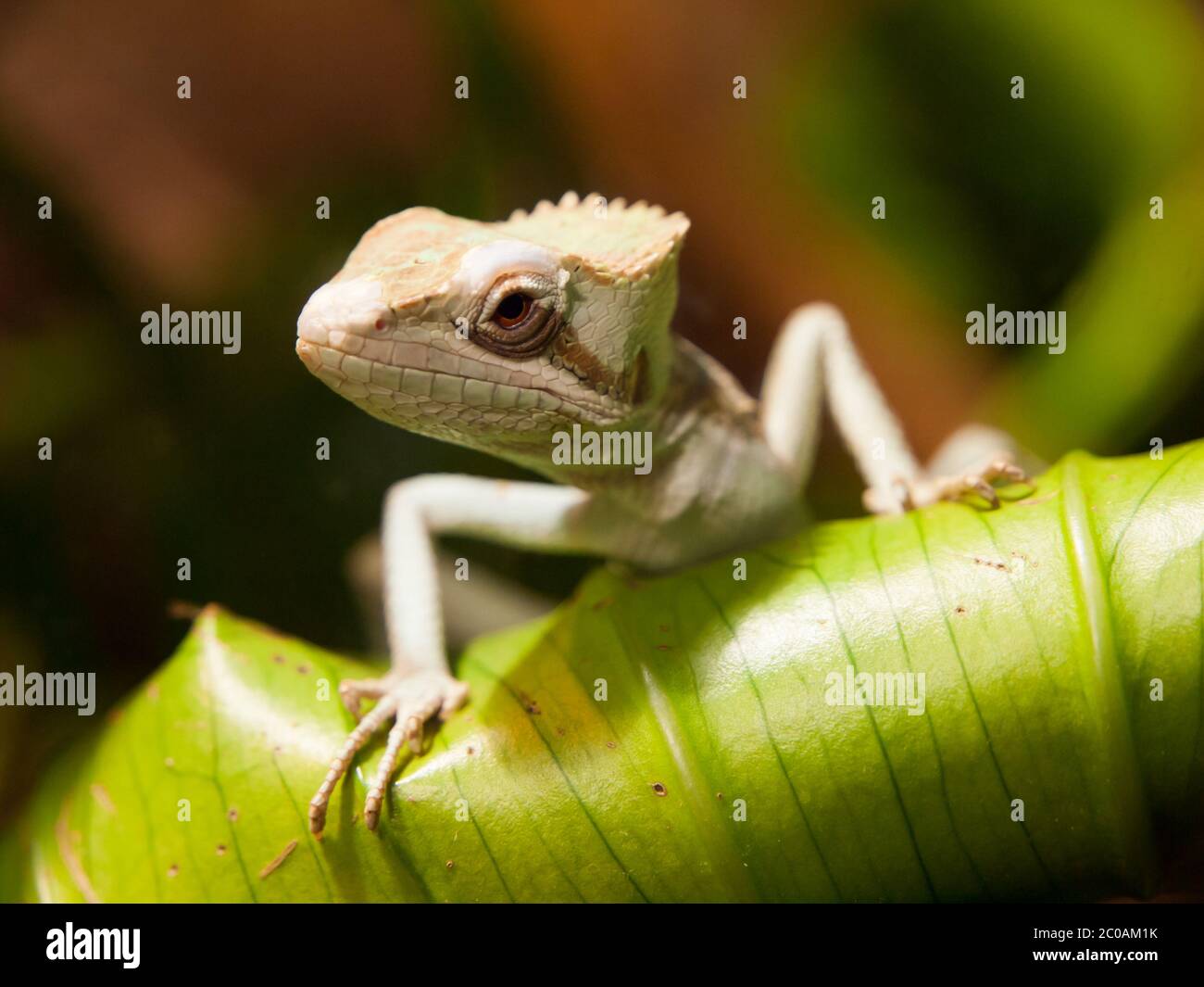 Basilisk Lizard (Basiliscus basiliscus) sitting on the green leaf Stock ...