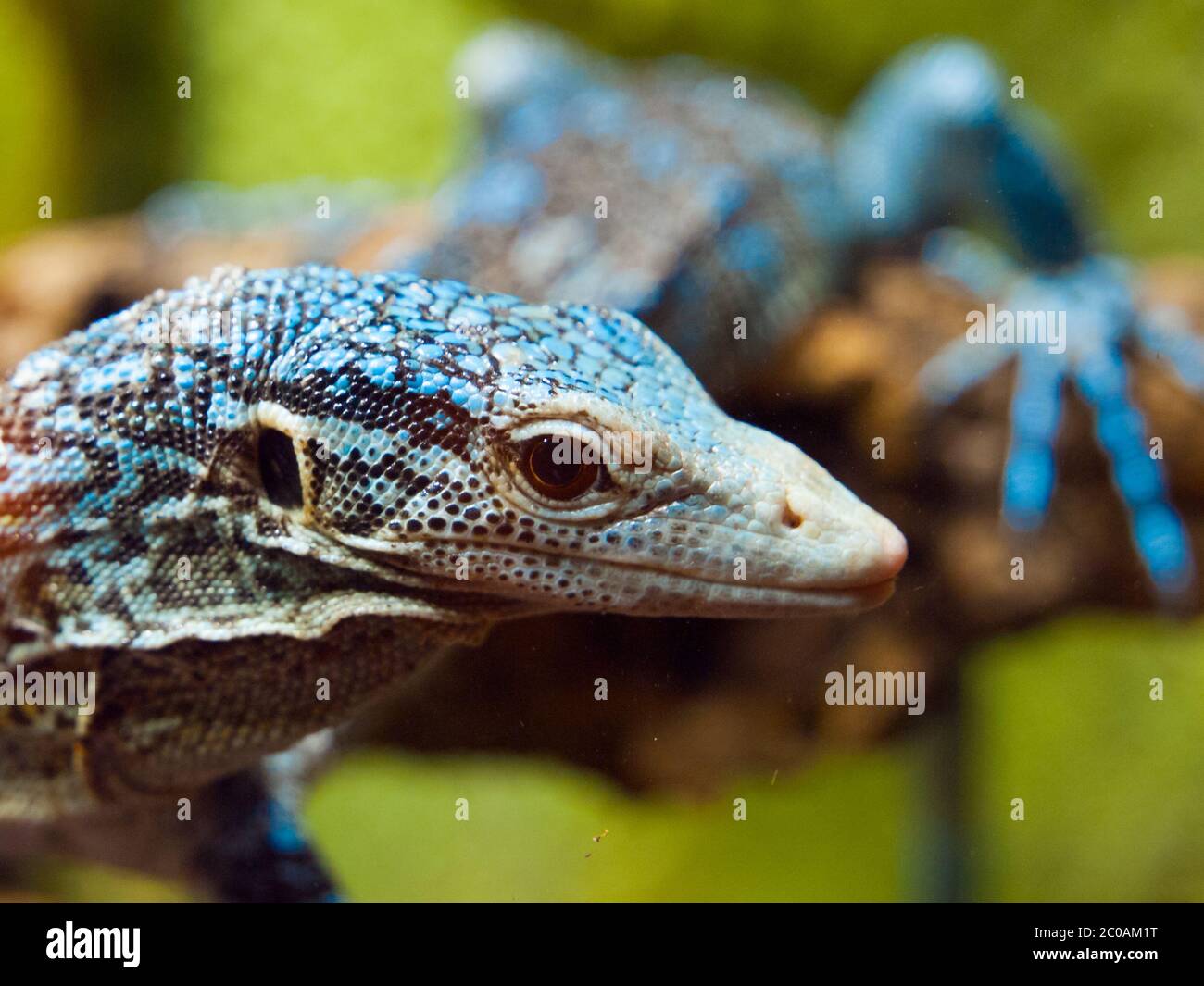 Blue Monitor Lizard Pet