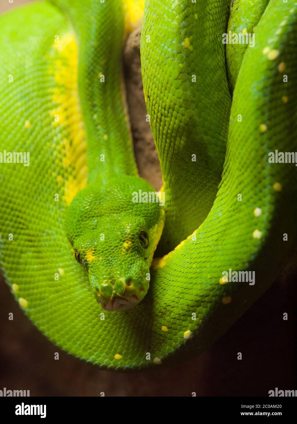 Green tree python (Morelia viridis) - rain forest snake Stock Photo - Alamy