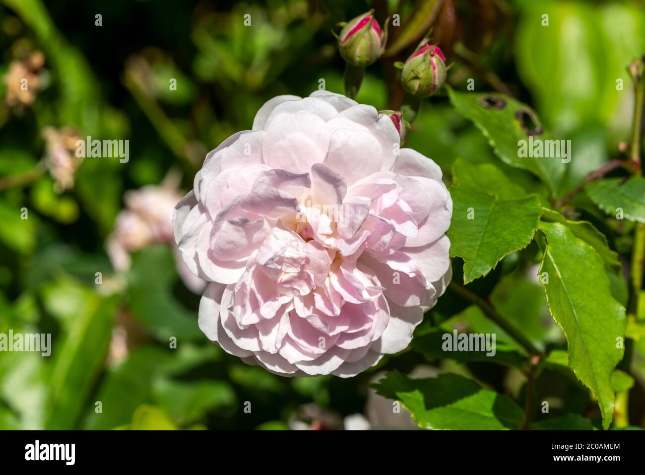Hybrid musk garden hi-res stock photography and images - Alamy