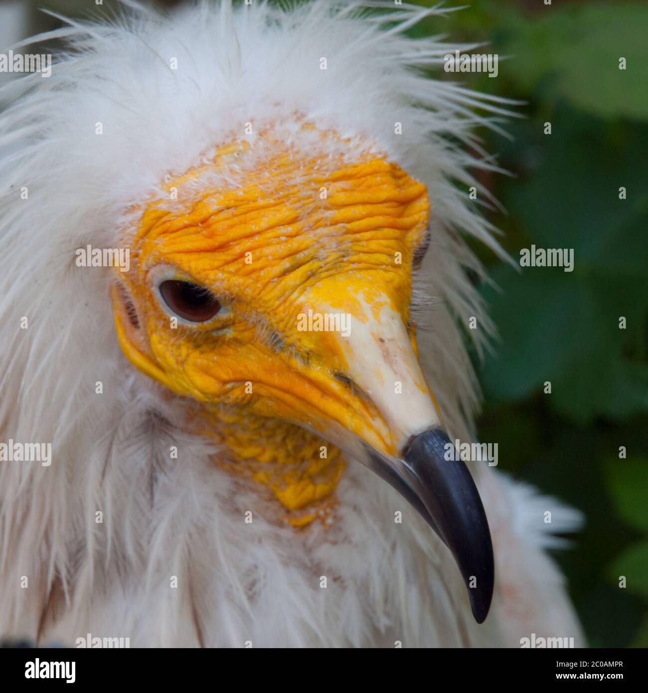 Vulture face portrait hi-res stock photography and images - Alamy