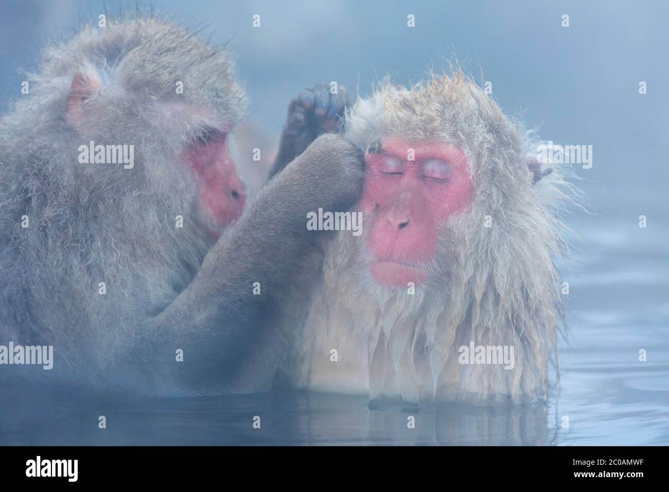 Snow monkey Macaque Onsen Stock Photo - Alamy