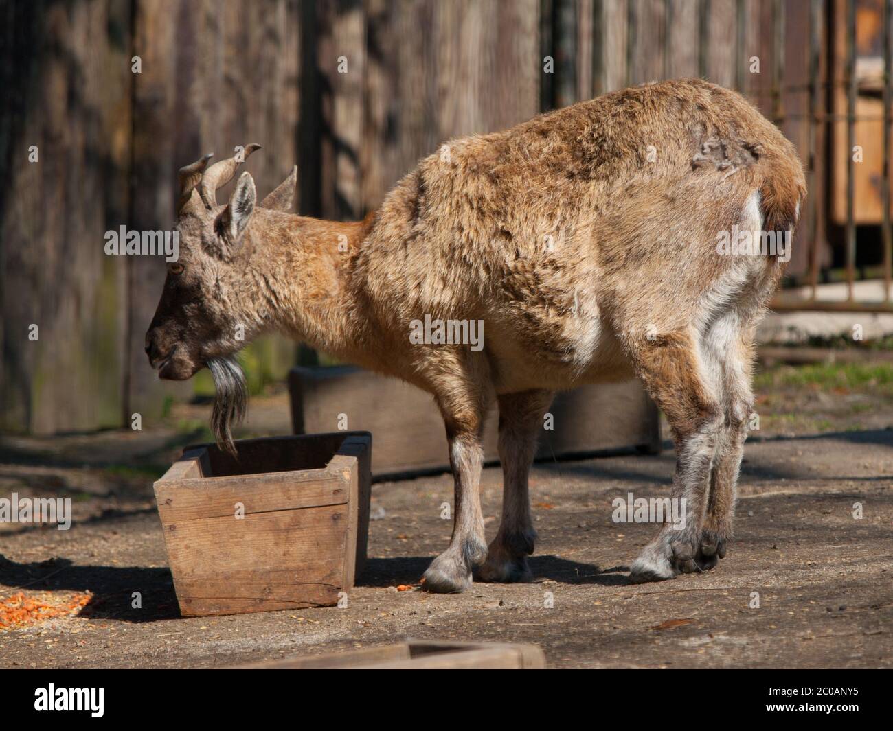 Markhor goat hi-res stock photography and images - Alamy