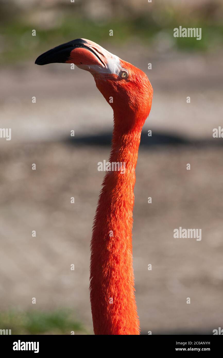 Red flamingo withe long neck, portrait, Phoenicopterus ruber ruber ...