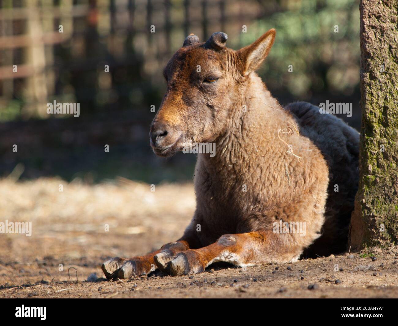 Young female markhor hi-res stock photography and images - Alamy