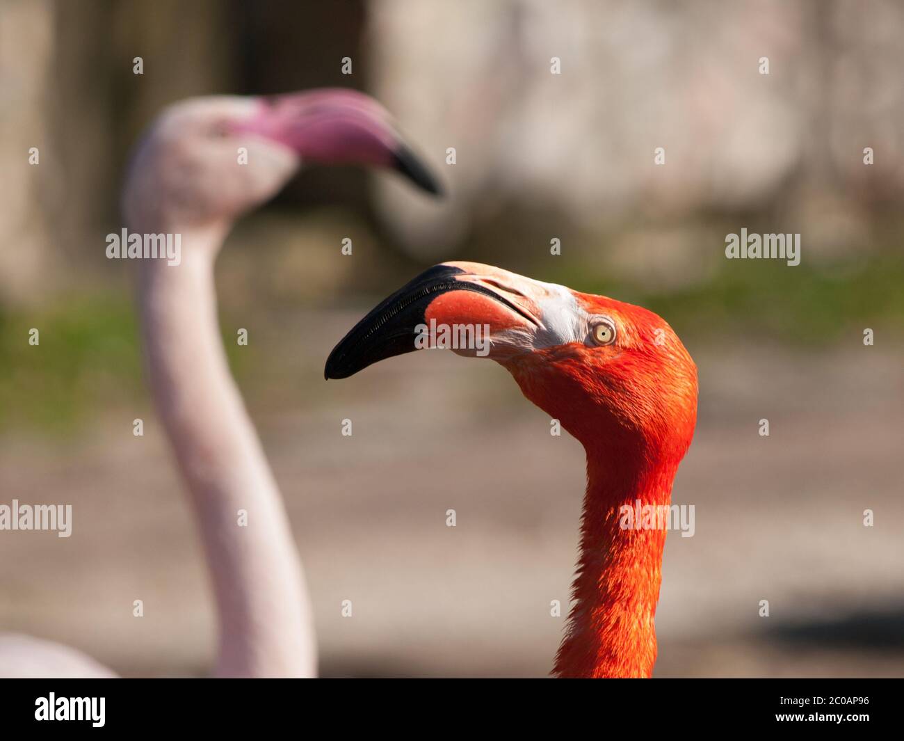 Portrait of the two Caribbean flamingo. A portrait of the Caribbean ...