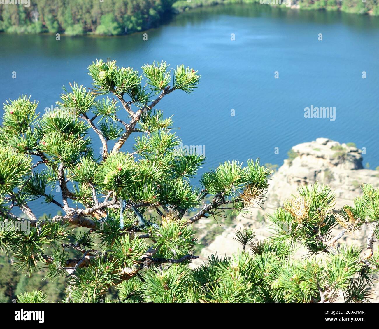 Dark pine tree hi-res stock photography and images - Alamy