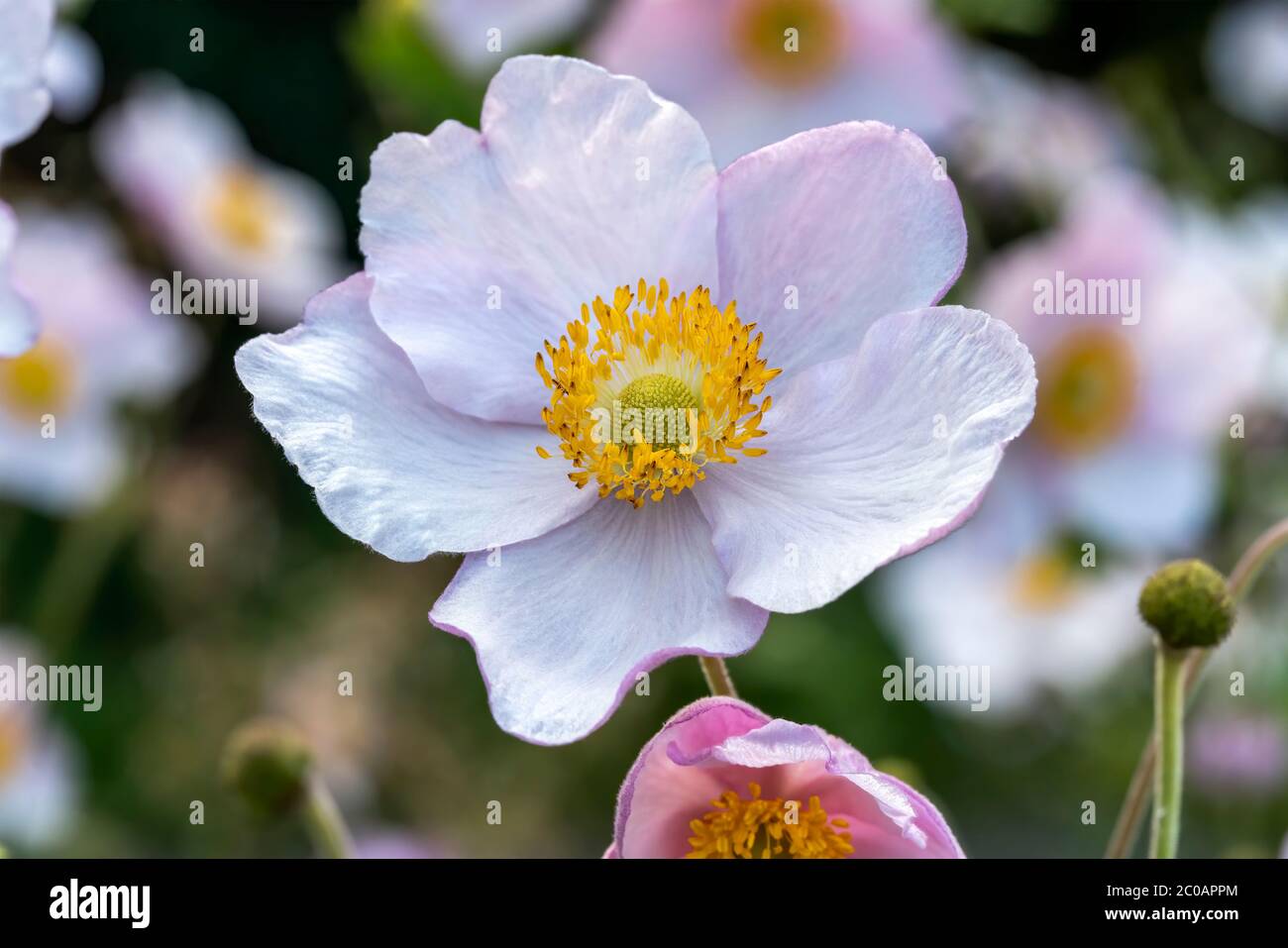 Anemone rivularis a white blue herbaceous perennial summer autumn ...