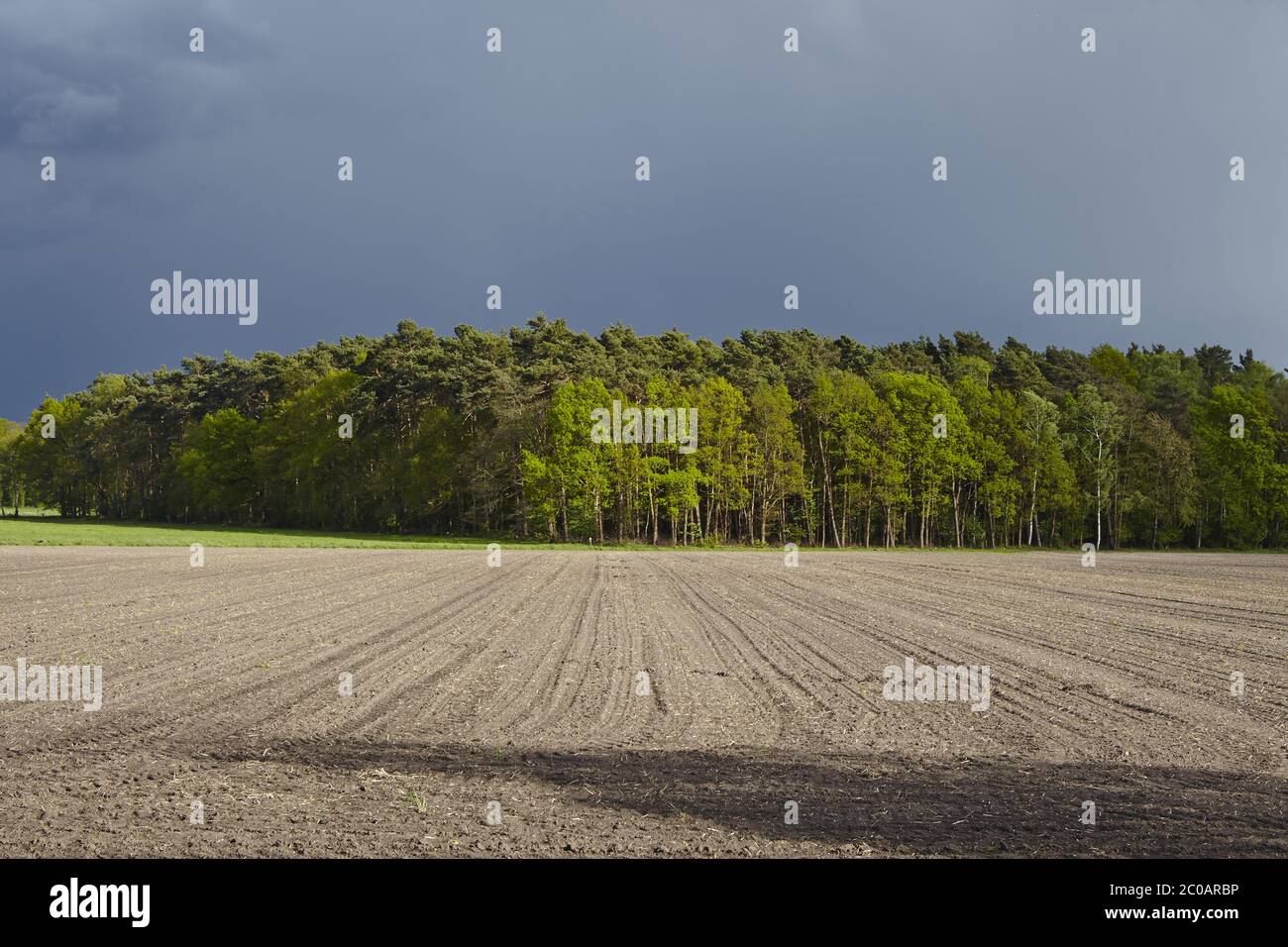 Field and edge of the forest in sunlight in rainy weather Stock Photo ...