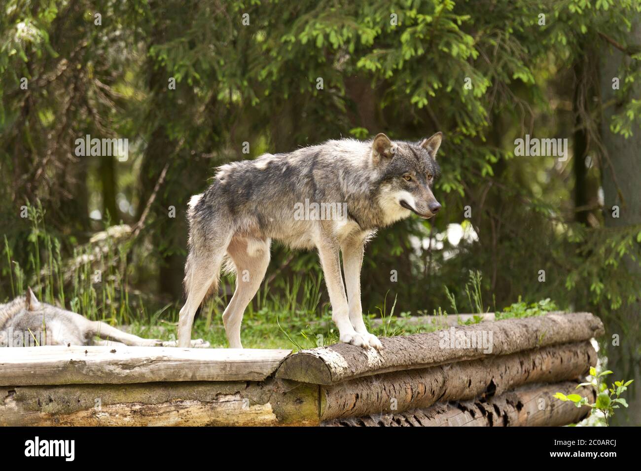 History nature canis lupus lupus hi-res stock photography and images ...