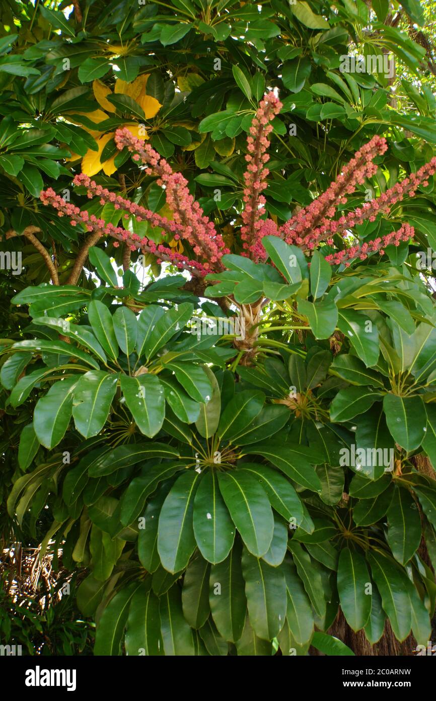 Brassaia Actinophylla