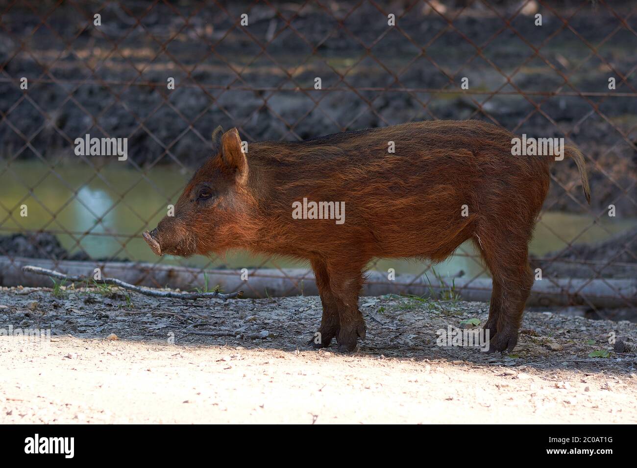 Wild boar young animals hi-res stock photography and images - Alamy